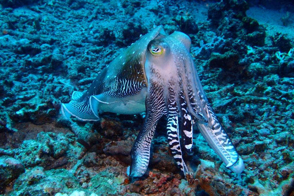 Cuttlefish sanctuary added to National Heritage List